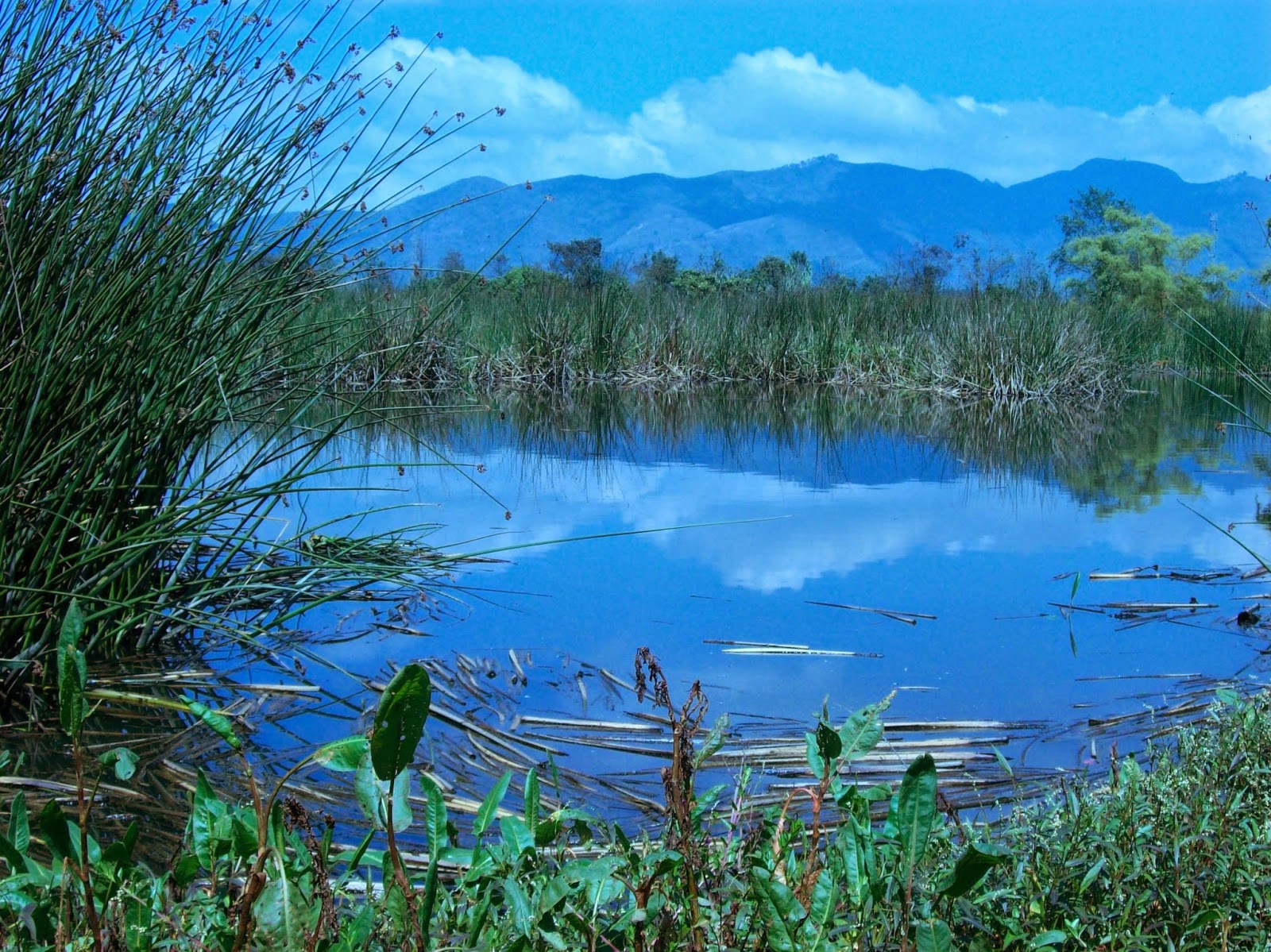 HUMEDALES DE BOGOTA: Que es un Humedal