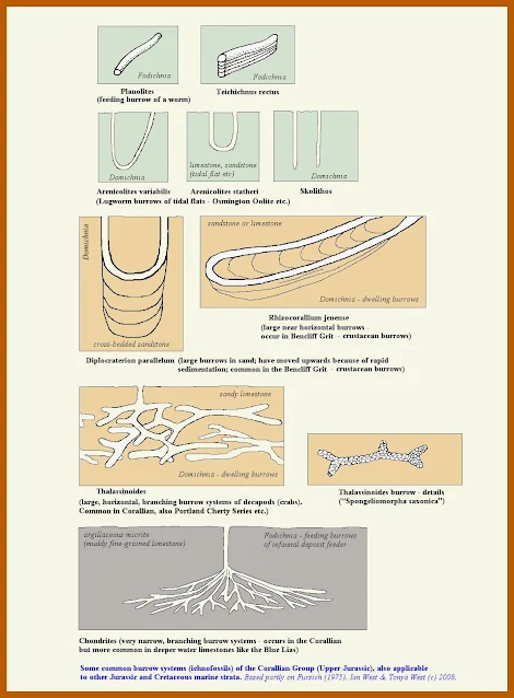 Trace Fossils - Geology In
