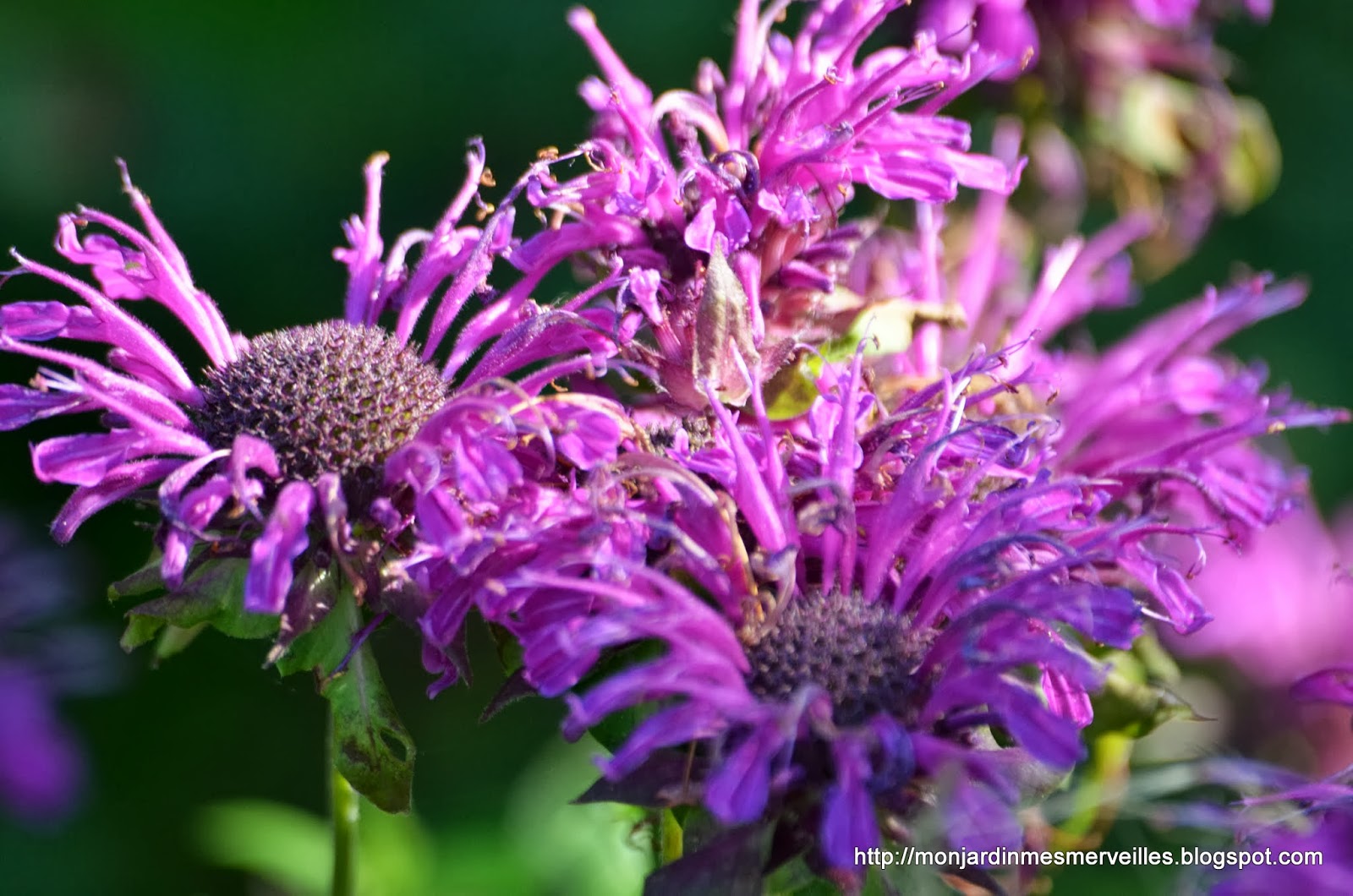 Mon Jardin Mes Merveilles: Zoom sur... la Monarde 'Scorpion'