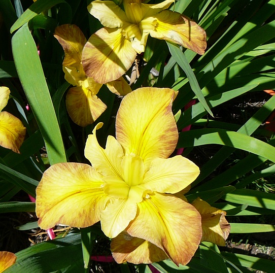 World of Irises: The Diversity of Color in Louisiana Irises - "Unusual ...