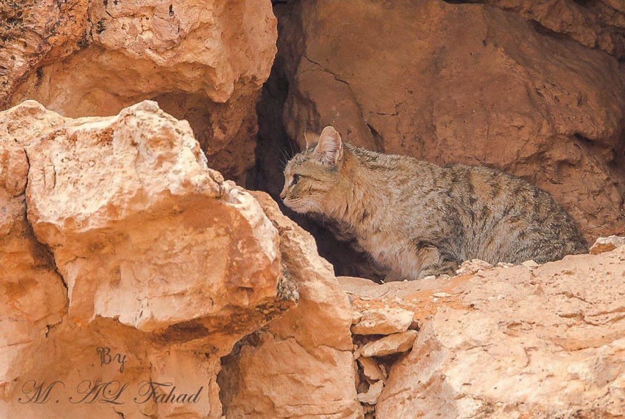 Birds of Saudi Arabia: Arabian Wildcat in Um Oshar – Record by Mansur ...