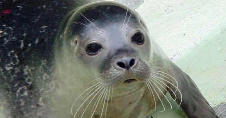 Μαγικό Καπέλο: Η ΦΩΚΙΑ Monachus Monachus