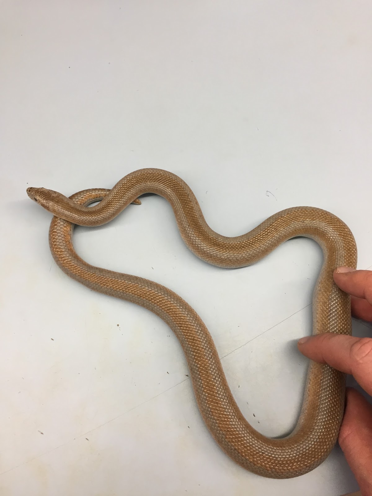 Scovill Zoo QRs: Desert Rosy Boa