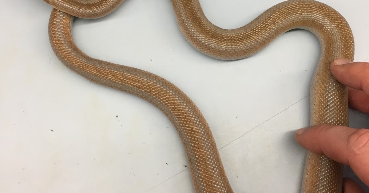 Scovill Zoo QRs: Desert Rosy Boa