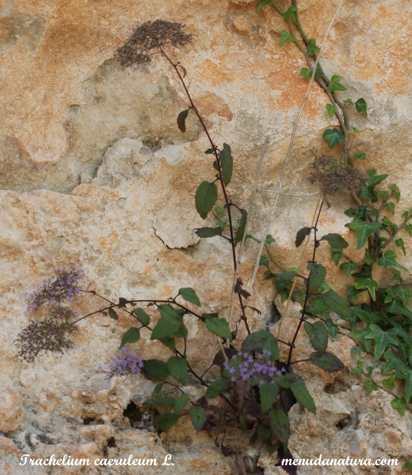 Menuda Natura: Trachelium caeruleum L.