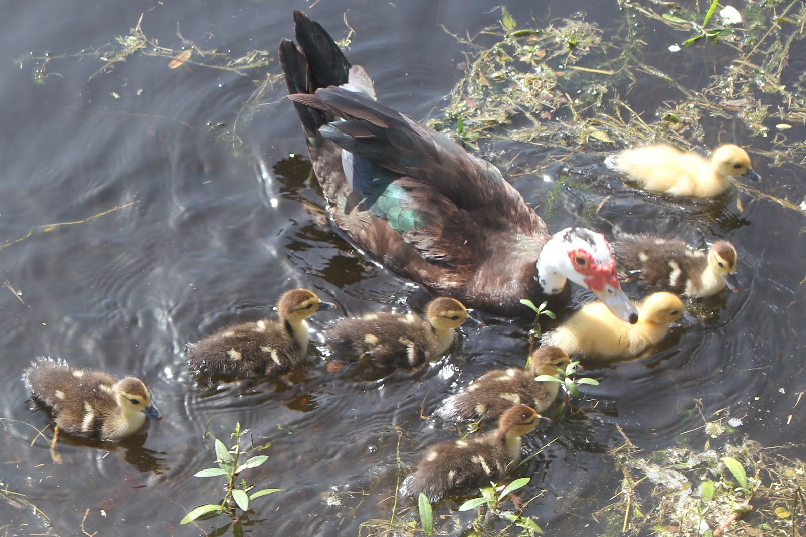Pajama Penguin Productions: Creatures of Central Florida: Muscovy Duck