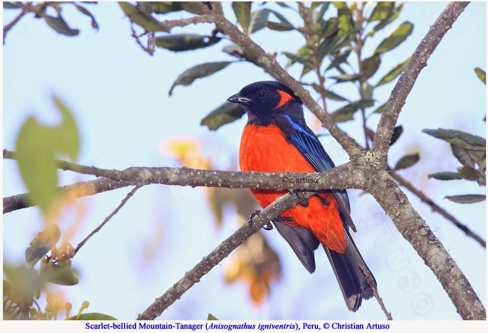 Christian Artuso: Birds, Wildlife: Tanager dreamin’ on such a winter’s day!