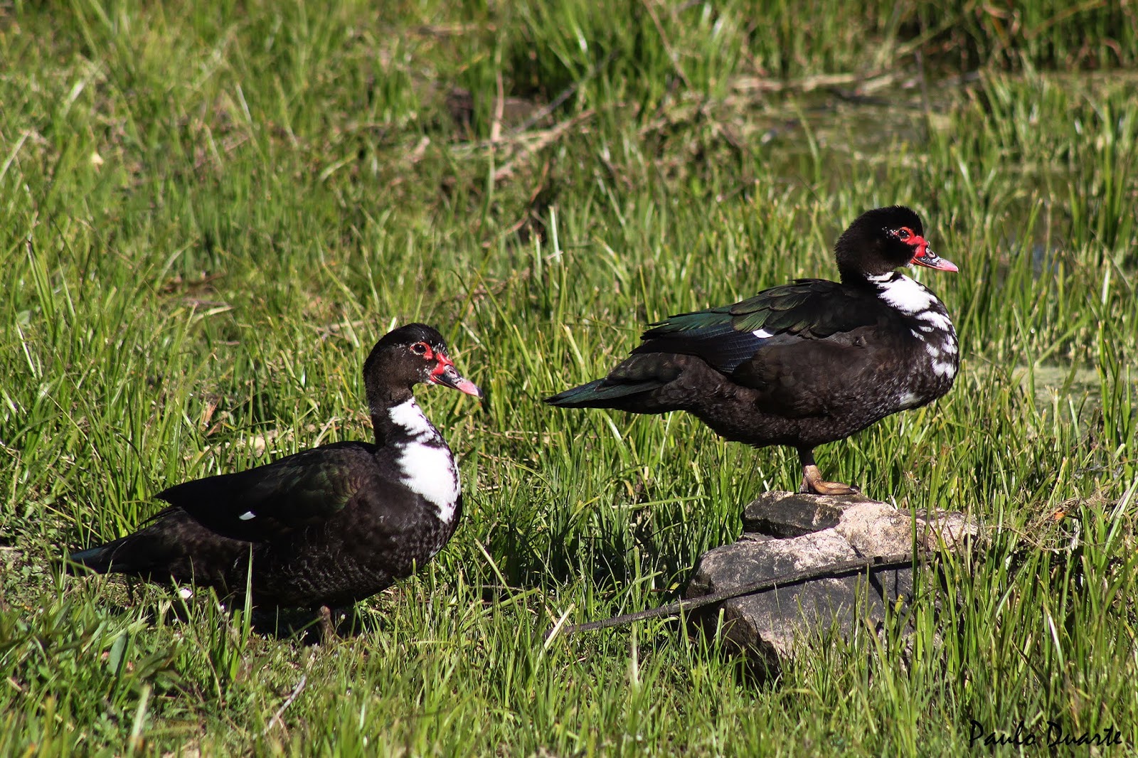 A arte de debicar: Banhos de sol...