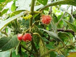 FLORA Y FAUNA DEL CARCHI