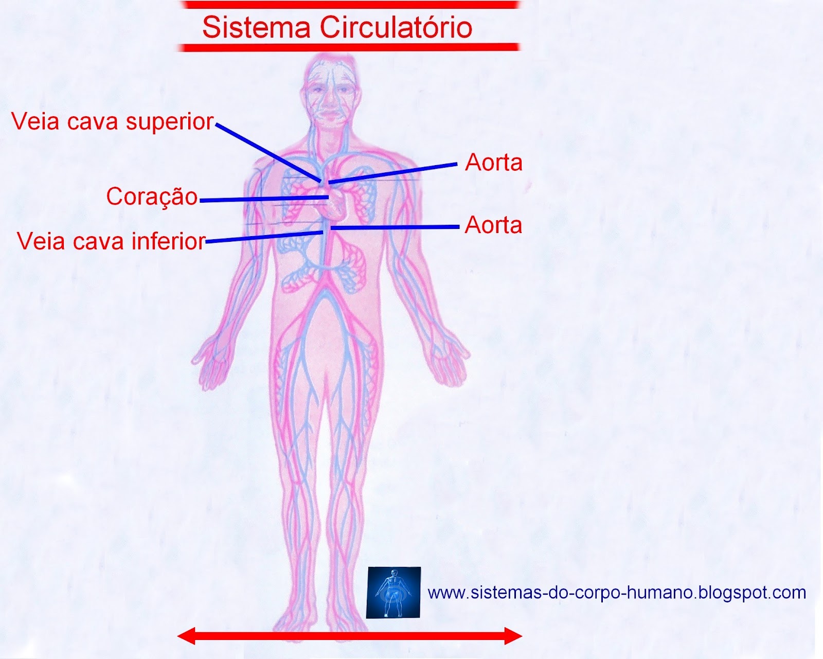 Sistemas do corpo humano: Sistema Circulatório