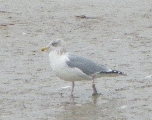 UK Gulls: more Herring Gulls