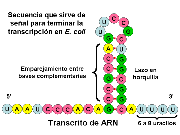 anonymous_biologist: UNIDAD 6. TRANSCRIPCIÓN GENÉTICA