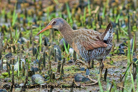 Birding Dude: Photo Study of Clapper Rail and King Rail...