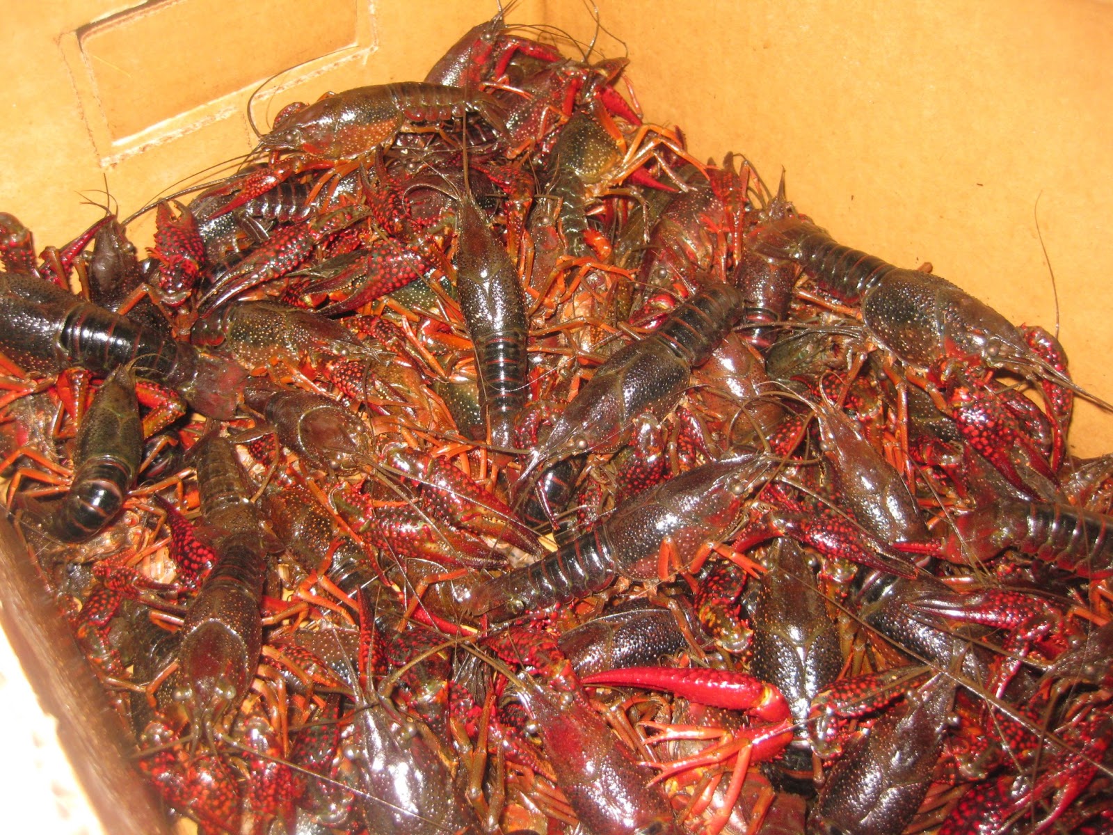 The Mouth of the South Blog: Crawfish Races and a Boil