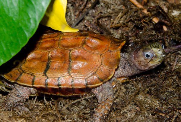 The Wayward Hawaiian: Black-Breasted Leaf Turtle