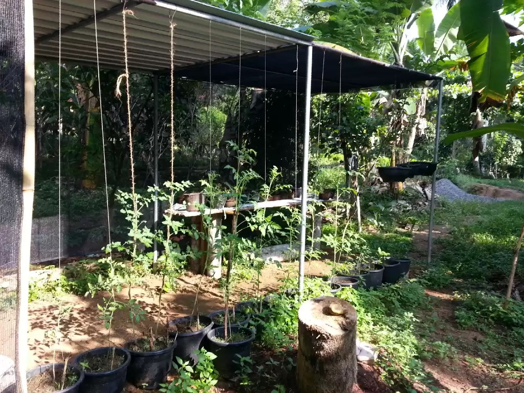 S A T H K A R A: Updates II from the shade house