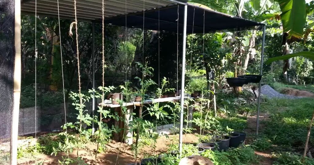 S A T H K A R A: Updates II from the shade house