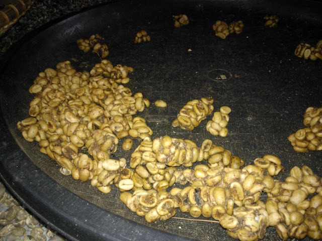 Luwak Coffee - Civet Cat Poop Coffee