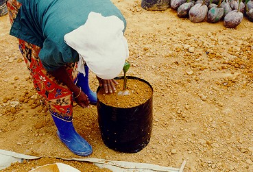 The Basics of Starting a New Coconut Plantation