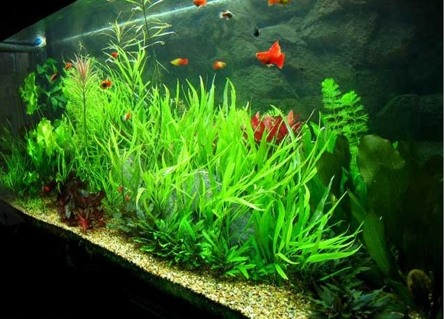 ENGÁNCHATE: Peceras saludables