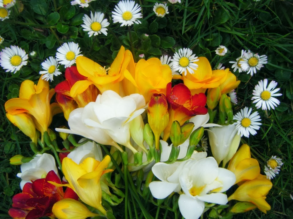 DIVAGAR SOBRE TUDO UM POUCO - Poemas, Flores, Pinturas, Férias: Fresias ...