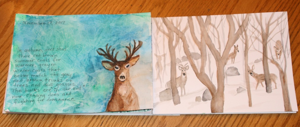 Gumbo Lily: Nature journal -- Deer...