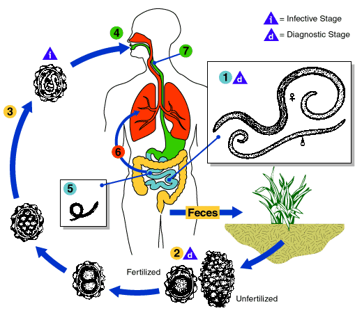 ASCARIS LUMBRICOIDES | DUNIA PARASIT