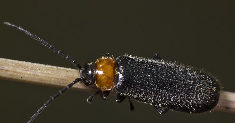 Variety of Life: Heteromastix