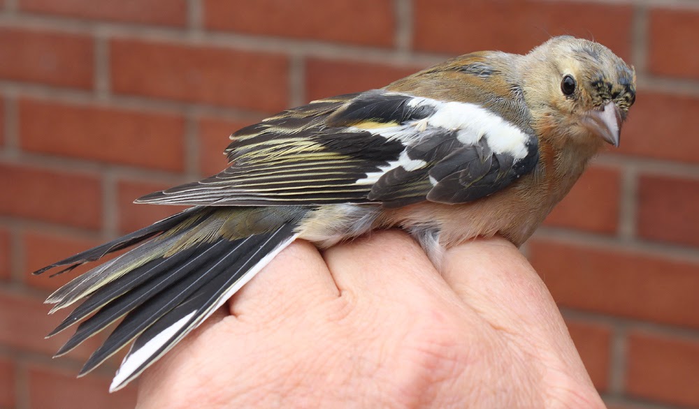 Another Bird Blog: Spadger