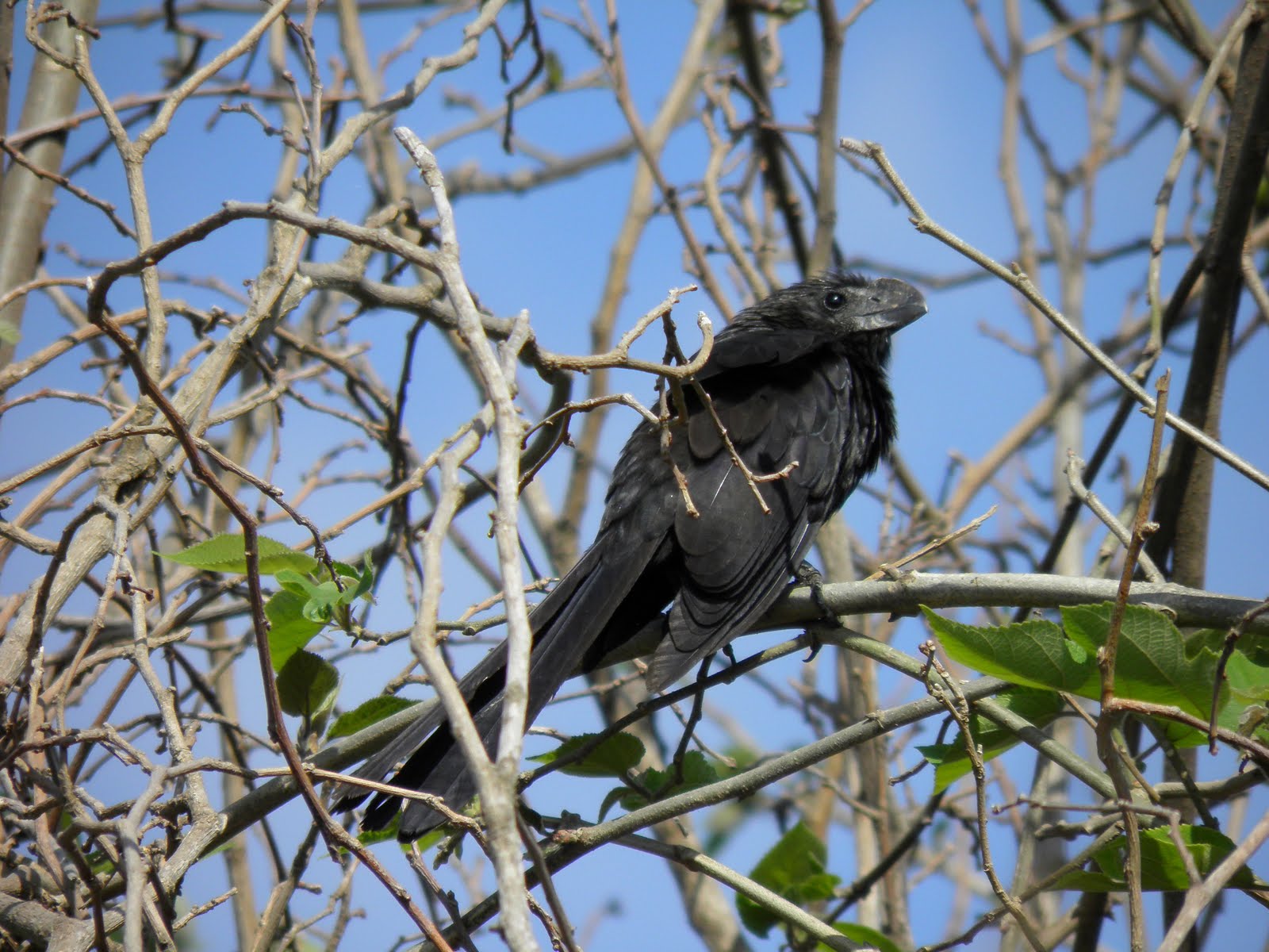 Fotos correntinas: "El garrapatero pijuy" (Crotophaga sulcirostris)