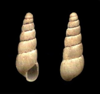 Moluscos terrestres de Argentina: Allopeas gracile (Hutton, 1834)