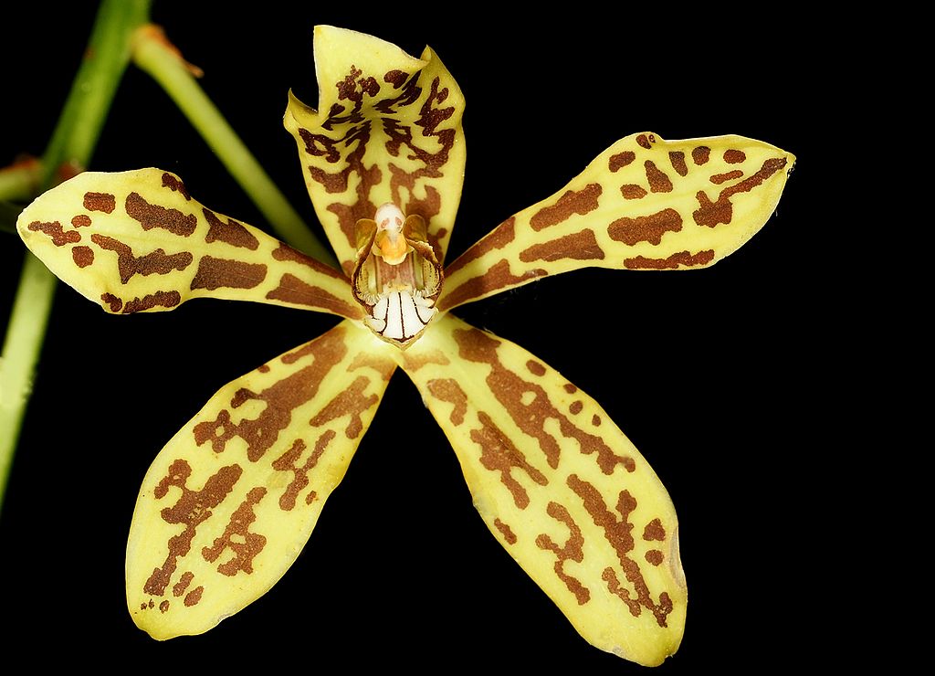 Grow and care Grammatophyllum scriptum orchid - The Written ...