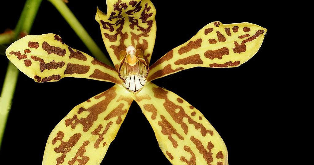 Grow and care Grammatophyllum scriptum orchid - The Written ...