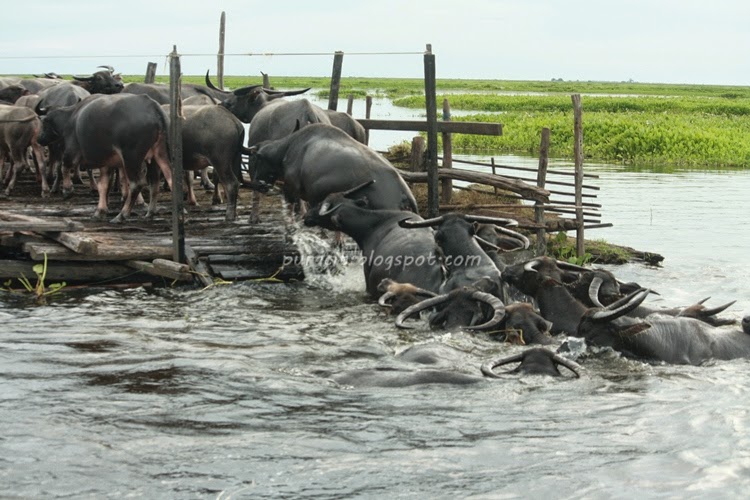 Mahaga Hadangan Di Negara | Puracit
