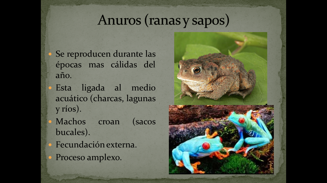 Importancia Ambiental De Los Anuros: Reproducción