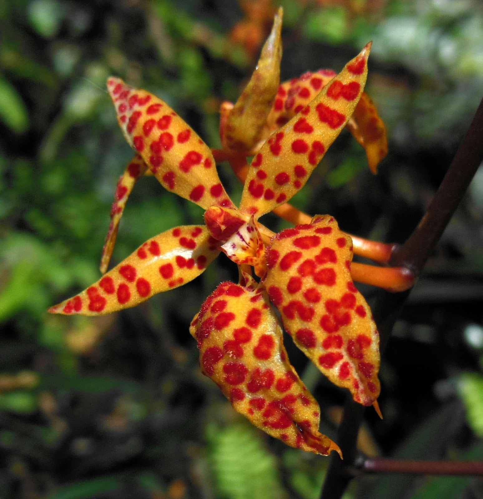 Renanthera monachica- the 'cute girl' orchid