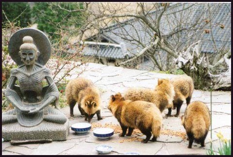 Omamori - Japanese Amulets: Tanuki Badger Racoon Dog