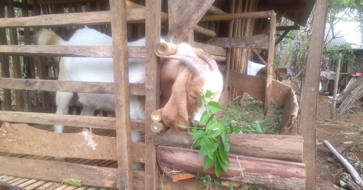 PUSAT BUDIDAYA KAMBING BOER, PE, KACANG, JAWA RANDU, DOMBA SUPER "BEJO ...