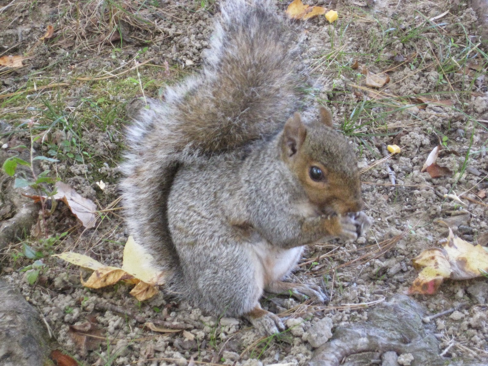 Capital Naturalist by Alonso Abugattas: Black Gray Squirrels?