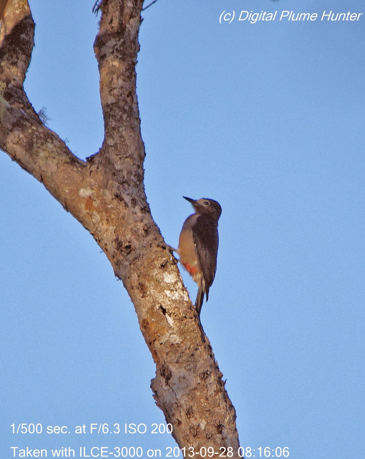 Hunting Digital Plumes in the US and Beyond: Birding Puerto Rico: A ...