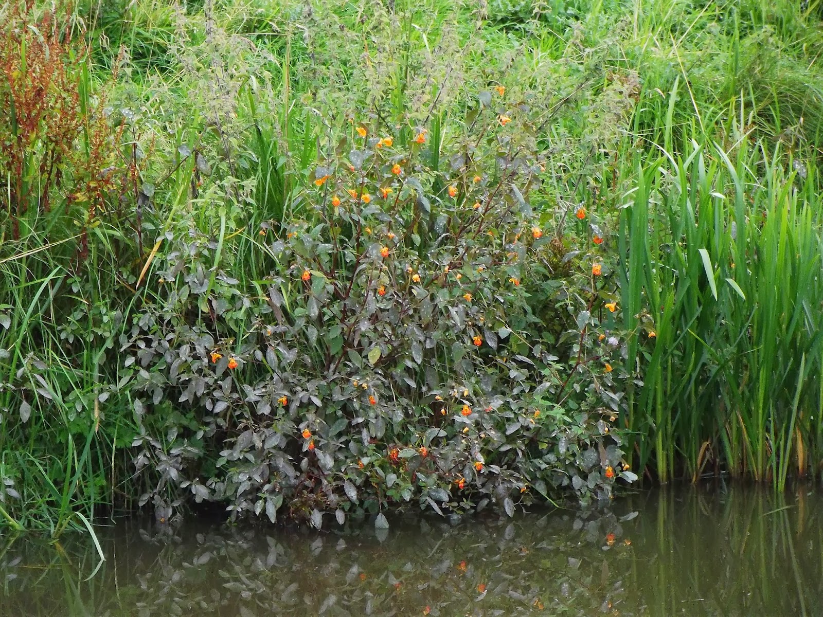 Endon Wildlife: Wild Flowers of Endon