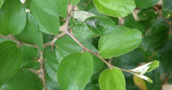 Herbalkart | The Online Herbal Store: Ber - Elandhai