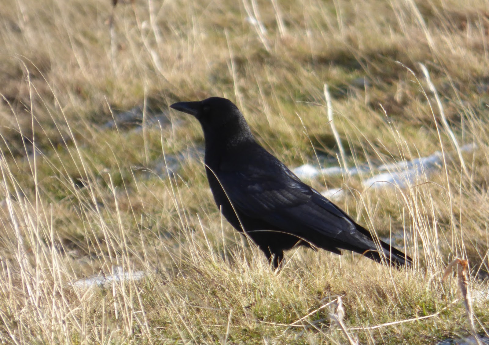 Blog de ornitología y observaciones en la naturaleza: Corneja negra ...