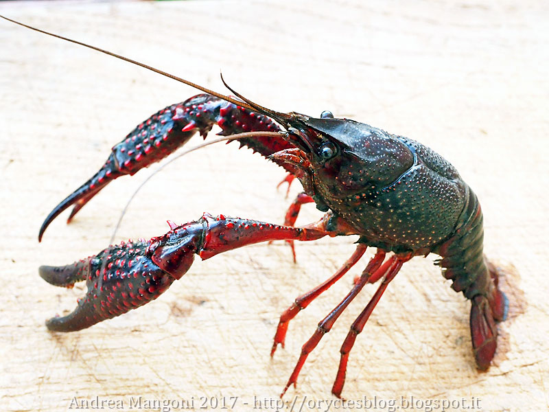 Procambarus clarkii, il gambero della Louisiana - Una tremenda minaccia ...