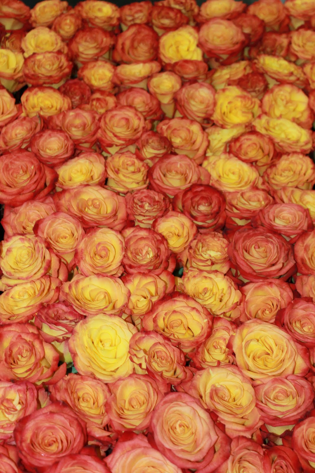 Circus Roses