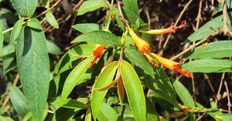 61+ Simplisia Bunga Kamboja