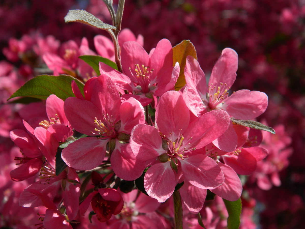 LA MULTI ANI, ROMANIA!: Pomi infloriti (3)