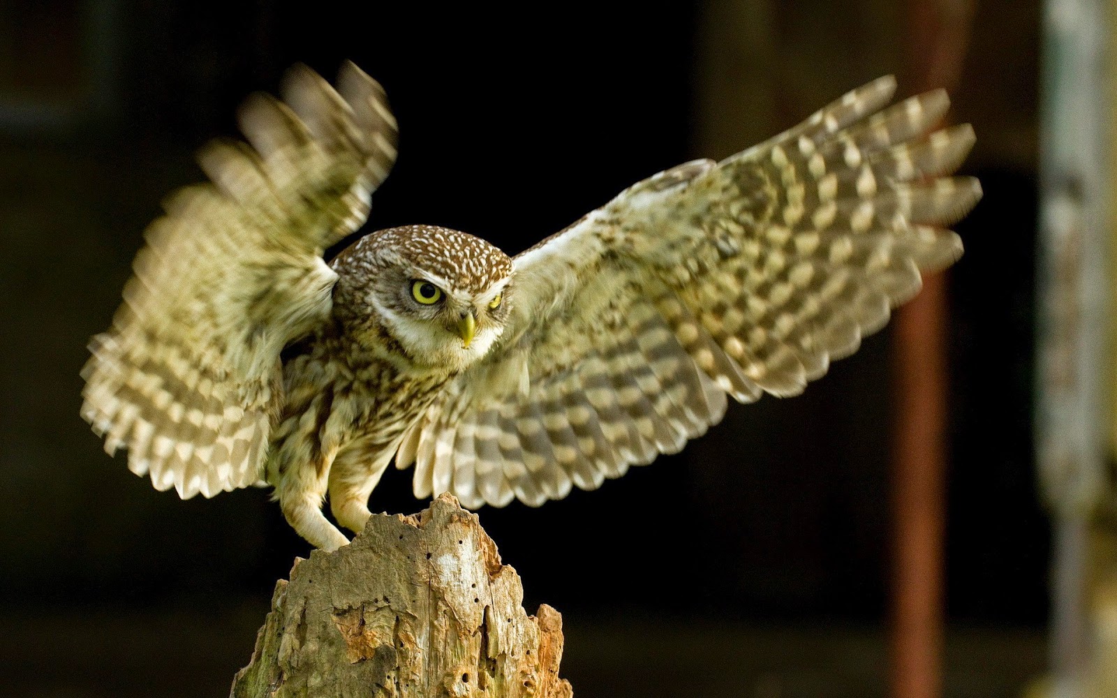 ANIMALS PICTURE: GAMBAR BURUNG HANTU (Owl Bird Pictures)-2