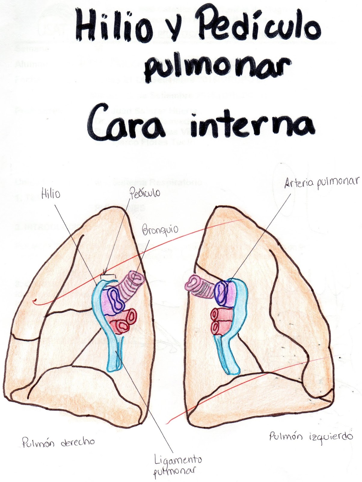 CAMINO DEL ESTUDIANTE DE MEDICINA : DIBUJOS ANATOMÍA: SEMANA 6. SISTEMA ...