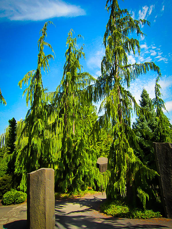 Late Summer Tree Dreaming: Alaskan Weeping Cedar Tree